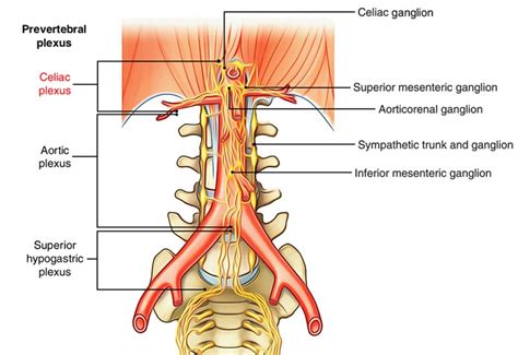 Celiac Ganglion Resection Los Angeles Dr Danny Shouhed