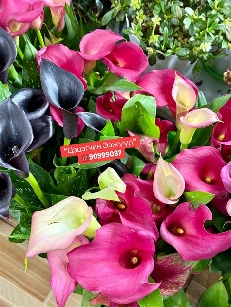 Цэцэгчин Ээжүүд таримал цэцгийн дэлгүүр Цэцэгт мэндчилгээ Цэцэг хүргэлт Цэцэгчин Ээжүүд