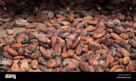 Cocoa Beans Drying Stock Photo Alamy