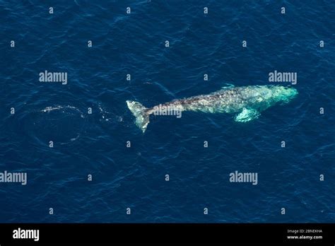 North Atlantic Right Whale Endless Ocean Wiki