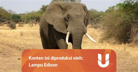 Apa Fungsi Gading Gajah Kumparan Com