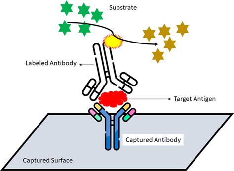Antigen Definition Elisa At Giuseppe Siegel Blog