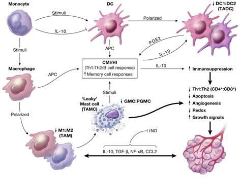 Cancers Special Issue Tumor Associated Macrophages