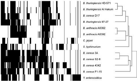 Simultaneous Clustering Of Probes And Isolates Only The 212