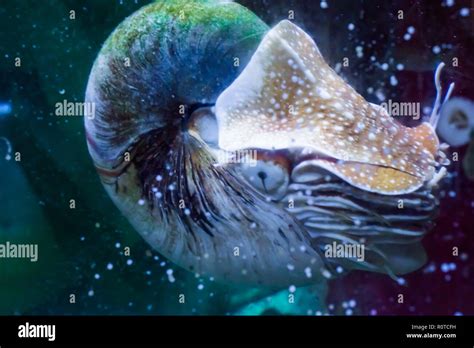Marine Life Portrait Of A Nautilus In Close Up Rare Tropical Living Fossil Cephalopod Stock