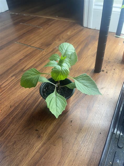 Flower Seedling Identification R Seedlings