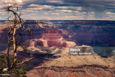 그랜드 캐년 남쪽 테두리 낙엽 나무와 폭풍 구름 풍경 애리조나 미국 0명에 대한 스톡 사진 및 기타 이미지 0명 개척시대의 서부 건조 기후 Istock