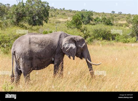 Elephant Savanna Grass
