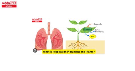 Respiration And Excretion In Plants Respiration Understanding Global