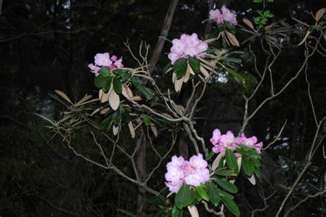 みずがき山金峰山のアズマシャクナゲ富士の国やまなし観光ネット 山梨県公式観光情報