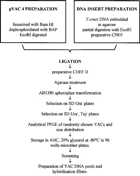 Yac Cloning Procedure Download Scientific Diagram