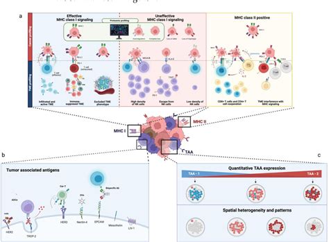 Figure 1 From Multiplexed In Situ Spatial Protein Profiling In The Pursuit Of Precision Immuno