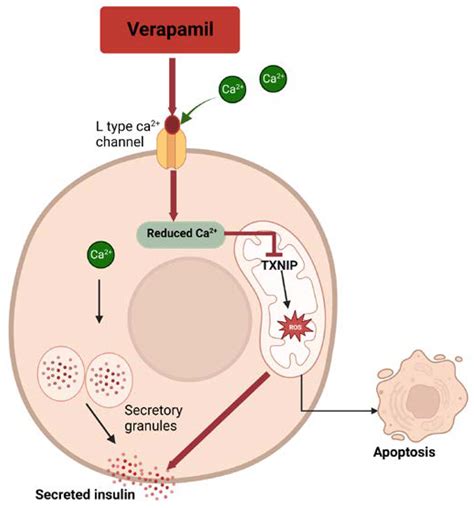 Emerging Anti Diabetic Drugs For Beta Cell Protection In Type 1 Diabetes