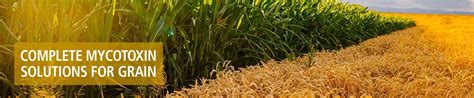 Grain And Feed Mycotoxin Testing Solutions Perkinelmer