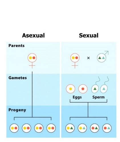 Topic 25 Sex Causes And Consequences Flashcards Quizlet
