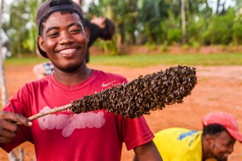 Как мы диких пчел в улей пересаживали Илья Клеймёнов Мадагаскар Дзен