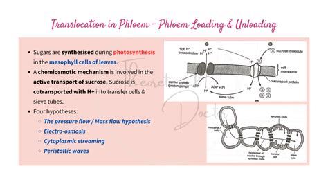 Translocation In Phloem Phloem Loading And Unloading Pressure Flow Mass Flow Hypothesis