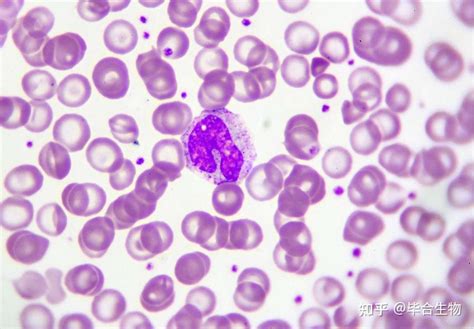 免疫细胞功能及其分群 之 巨噬细胞和单核细胞 知乎