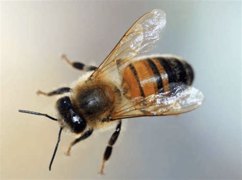 3 Levels Of Bee Hierarchy Drone Bee Worker Bee And Queen Bee