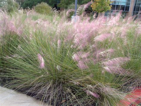 List Of Native Grasses Nc Cooperative Extension