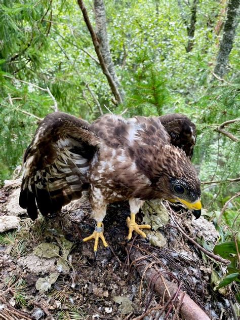 Gps Tracked Finnish Honey Buzzard Killed In Malta After Three Week