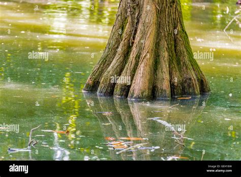 Trees With Roots In Water Stock Photo Alamy Trees With Roots In Water Stock Photo Alamy