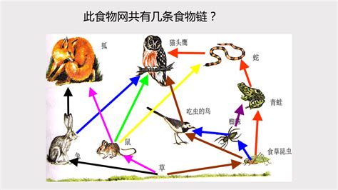 2 4 生态系统的结构和功能（第2课时 课件 19张ppt） 21世纪教育网