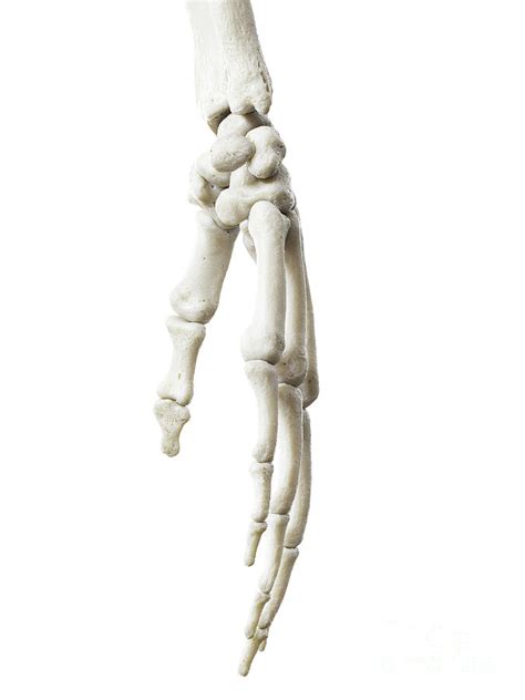 Hand Bones Photograph By Sebastian Kaulitzkiscience Photo Library