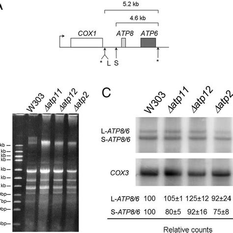 ATP6 And ATP8 Are Expressed In A Catalytic Inactive F1 Mutant A The Download Scientific