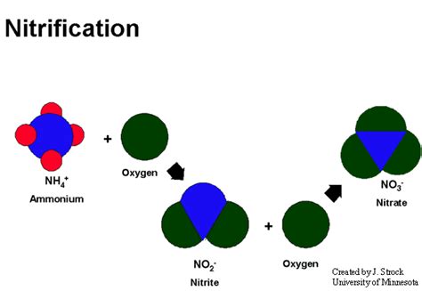 Nitrogen Cycle Southwest Research And Outreach Center