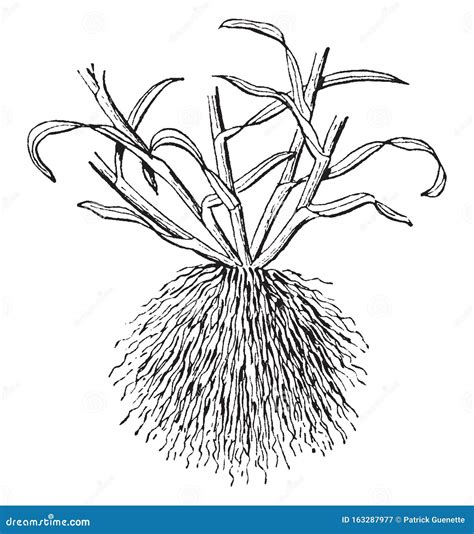 Fibrous Root Vintage Illustration Cartoon Vector 163287977