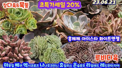 루비다육5특가세일20 묵둥이마룬힐아미스타나나후크미니키세스아리야백금더스티로즈리얼레드레드환타지휴밀리스벤바디스뭉크온슬로우 Youtube