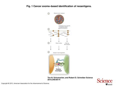 Neoantigens In Cancer Immunotherapy Ppt Download