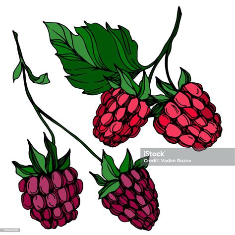 벡터 라즈베리 건강 식품 신선한 베리 고립 된 요소 흑백 잉크 아트가 새겨져 있습니다 개념에 대한 스톡 벡터 아트 및 기타 이미지 개념 개체 그룹 건강한 식생활