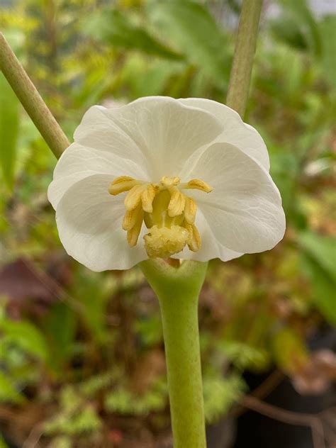 Podophyllum Peltatum Edulis