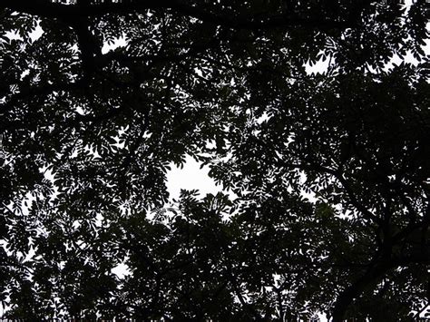 Leaves Canopy Trees Free Photo On Pixabay Pixabay