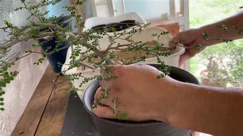 パキプス植え替え。 Youtube