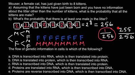 How To Solve Probability Problems In Genetics Youtube