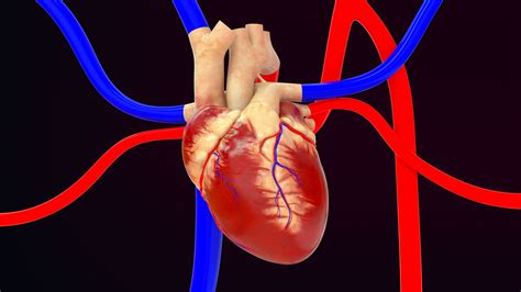 D Double Circulation System TurboSquid