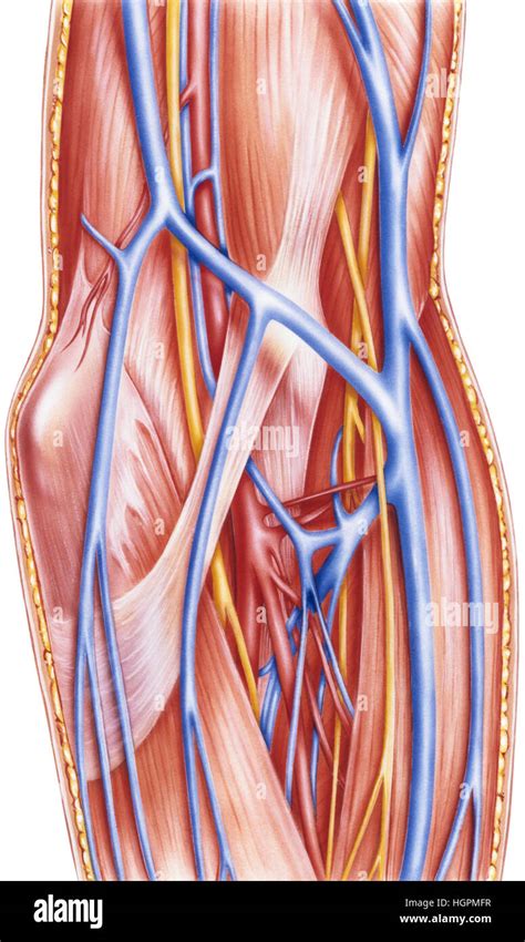 Medial Epicondyle Of Ulna Muscle