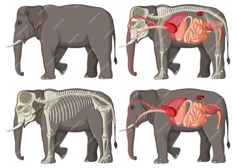 Premium Vector Internal Organs Anatomy Of An Elephant