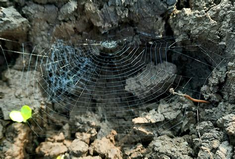 Spider Net Pixahive