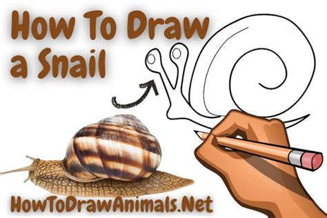 How To Draw A Lynx Fun And Easy Drawing Tutorial