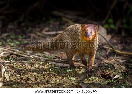 Small Asian Mongoose Stock Photos Images Pictures Shutterstock