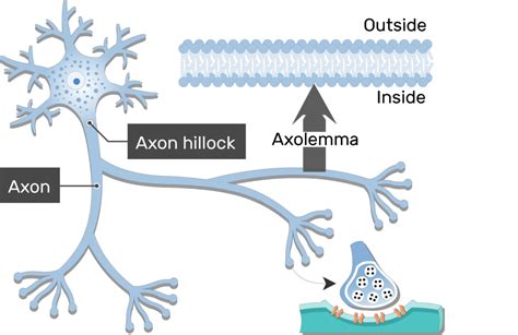 Axon Structure And Functions Getbodysmart