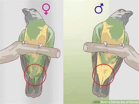 How To Tell The Sex Of Parrots Love Birds Pet Pet Birds Parrot Pet