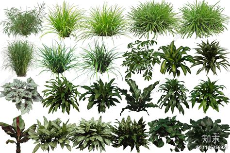 Psd免抠景观园林沿阶草灌木丛贴图下载【id1146256922】【知末网贴图库】