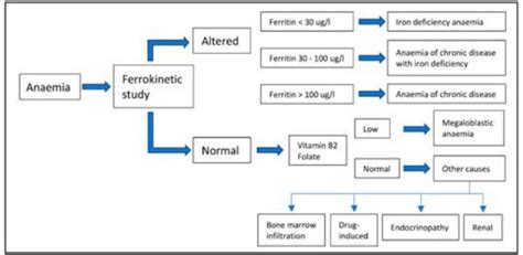 Algorithm For The Diagnosis Of Anaemia In Cancer Patients Download Algorithm For The Diagnosis Of Anaemia In Cancer Patients Download