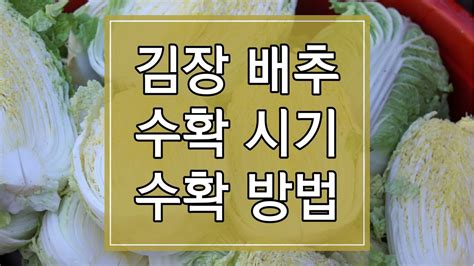 2023년 김장 배추 수확시기 및 수확방법 저장방법 알아보기 Youtube