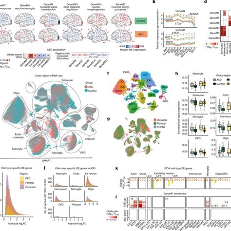Functional Characterization Of Regionally Variable Transcriptomic